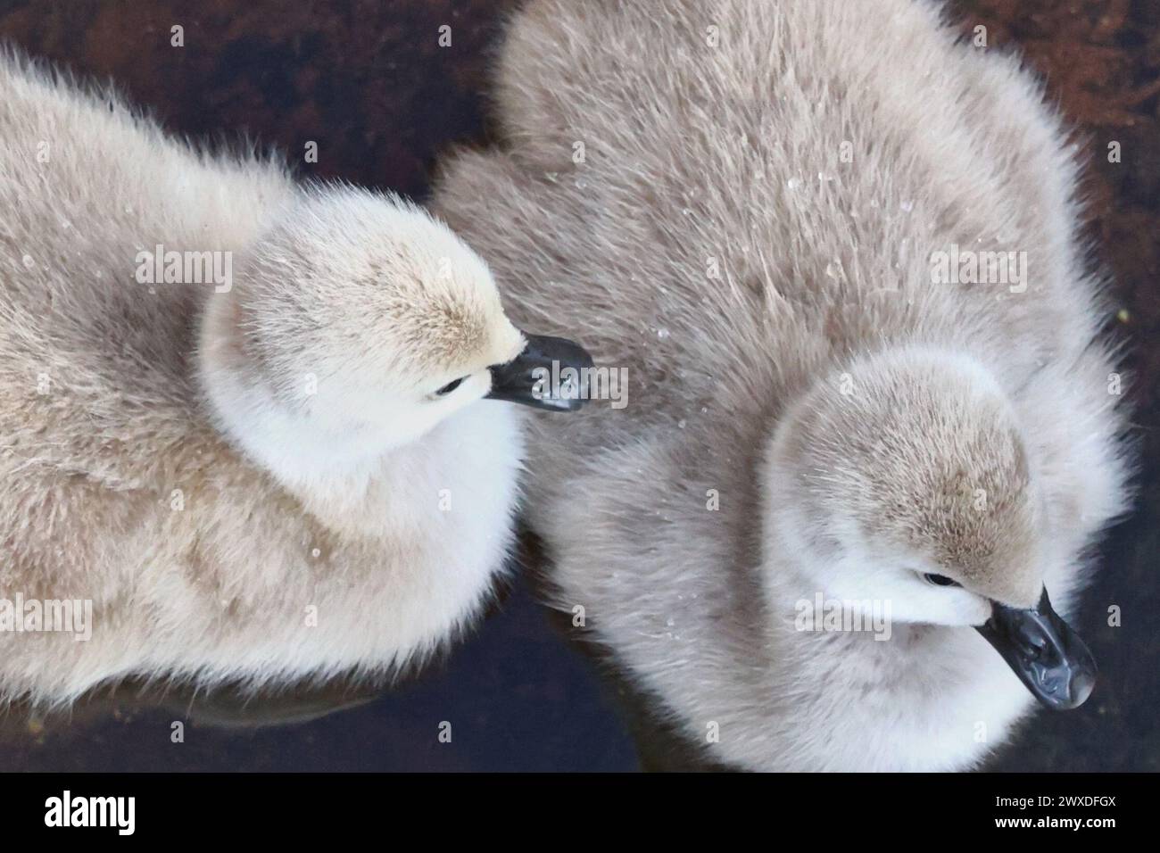 Dawlish, Devon, UK. 30 March, 2024. Fluffy black swan cygnets in ...