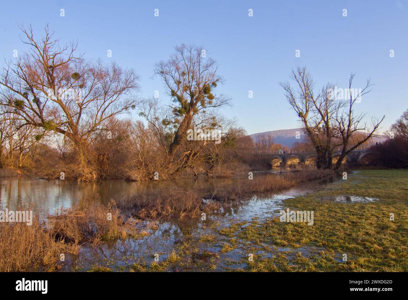 Landscape - the nature around Morava river, alluvial forest Stock Photo ...