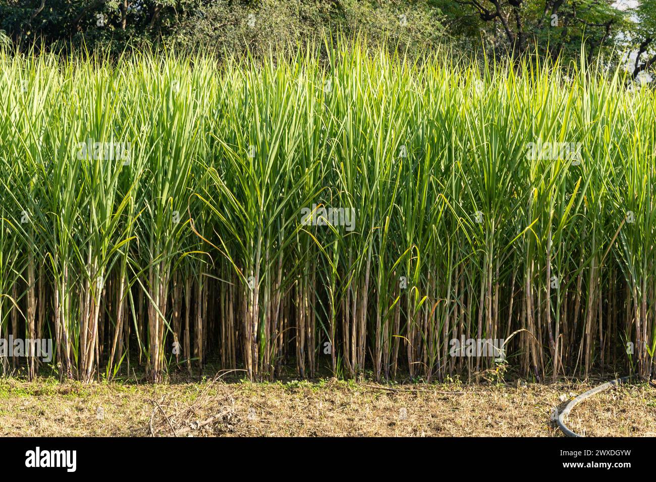 sugarcane cultivation at rural farm from different angle Stock Photo ...