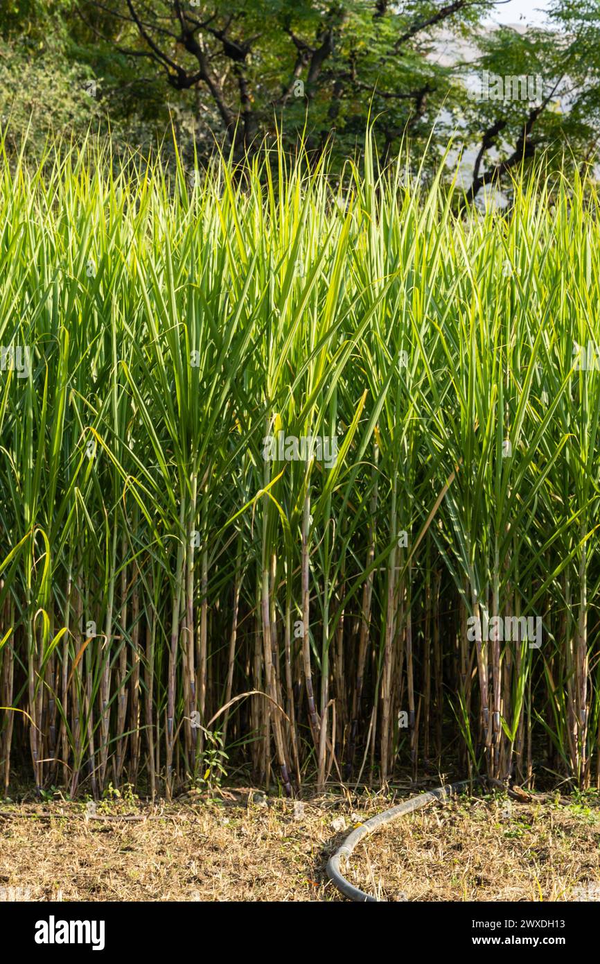 sugarcane cultivation at rural farm from different angle Stock Photo ...