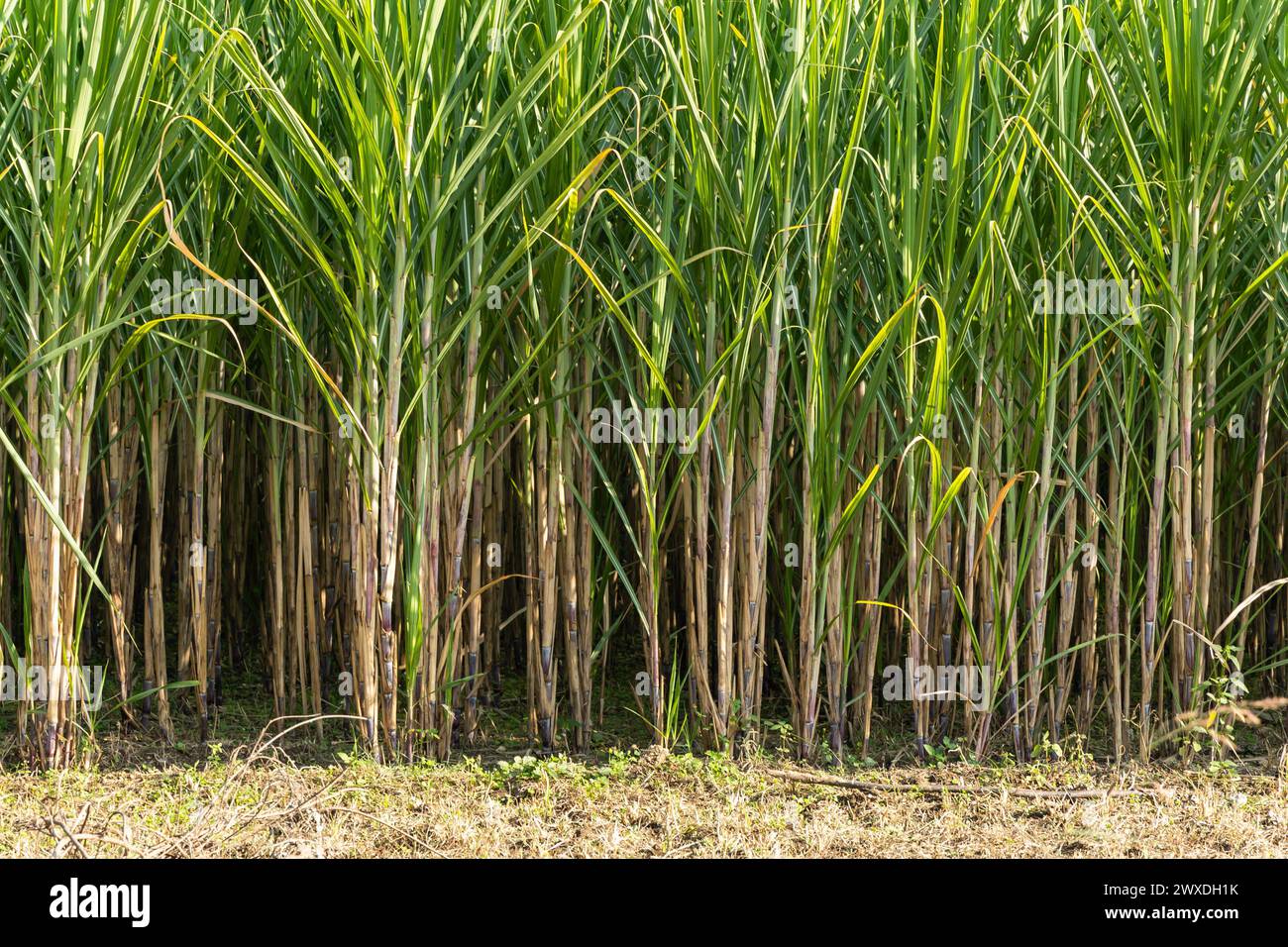 sugarcane cultivation at rural farm from different angle Stock Photo ...
