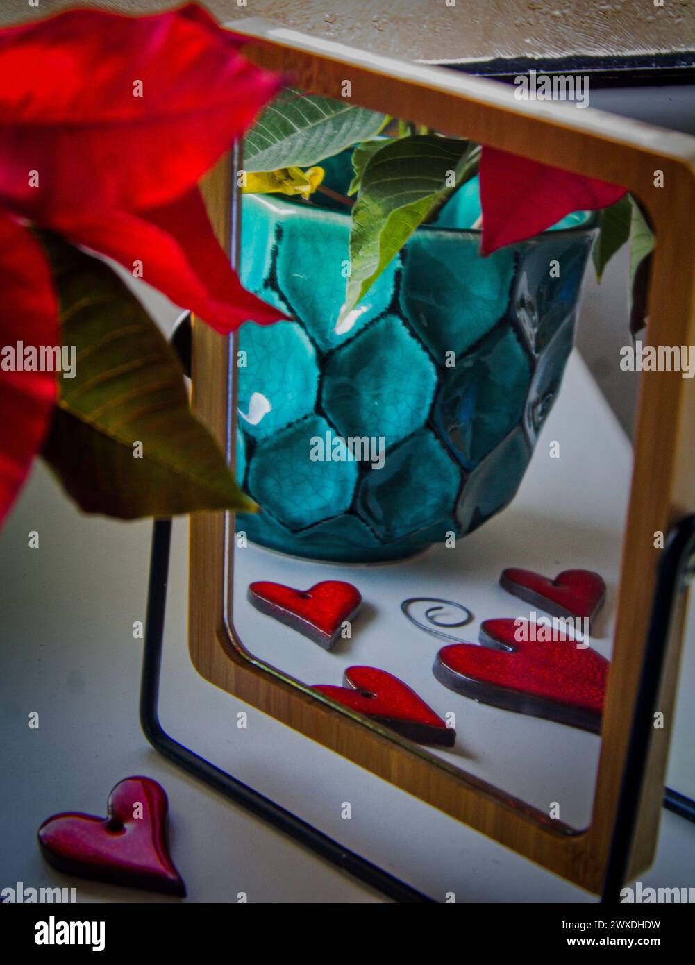 Poinsettia plant and it´s reflection in a mirror - still life Stock ...