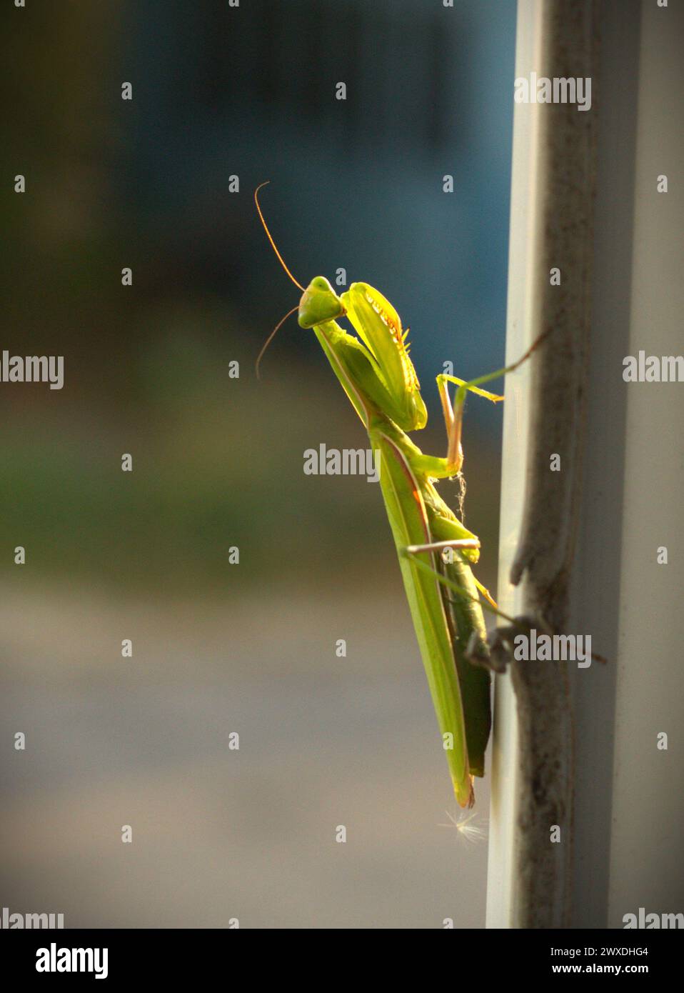 Praying mantis on a window frame Stock Photo - Alamy