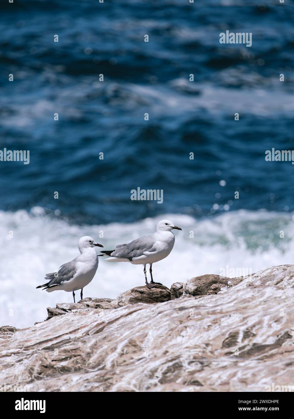 Hartlauba gull, Chroicocephalus hartlaubii. Two gulls, couple of birds ...