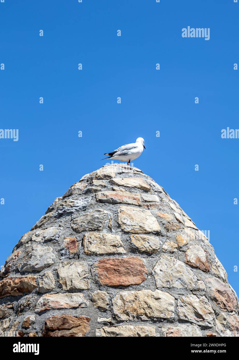 Hartlauba gull, Chroicocephalus hartlaubii. Seagull stands on an ancient stone tower against the ...
