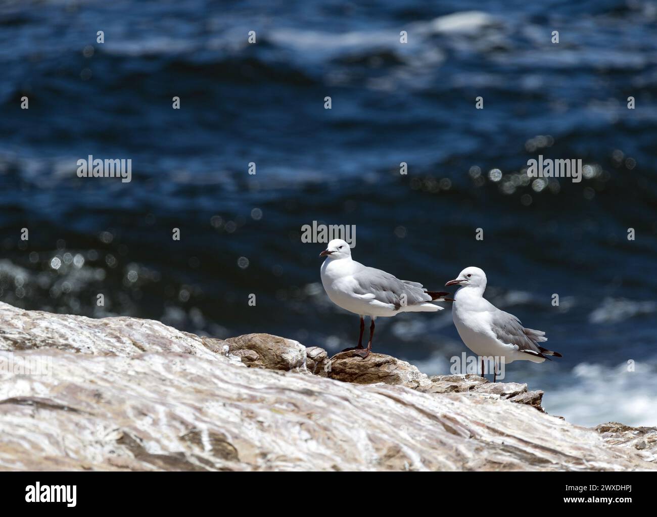 Hartlaubs gull (Chroicocephalus hartlaubii). Two seagulls (Larus) couple birds stand on stone ...