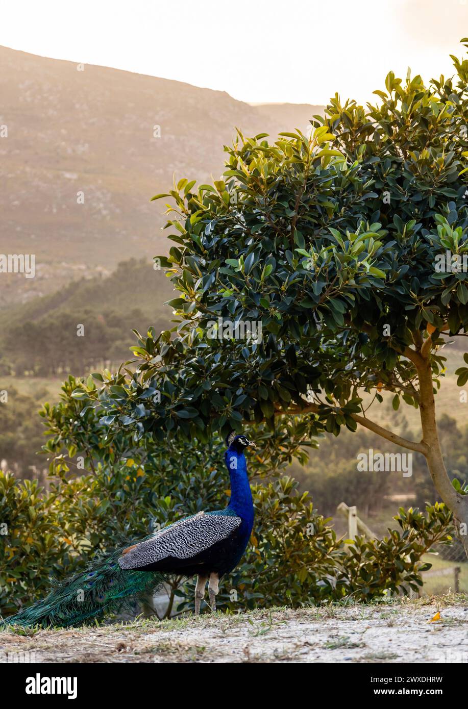 male peacock walking in the garden in beautiful sunset light. South ...