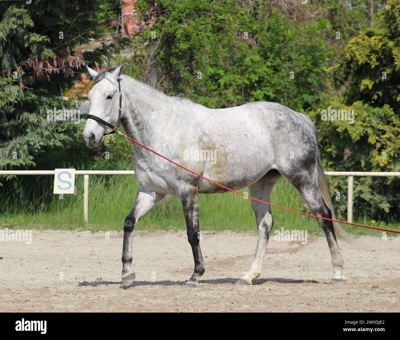Grey horse on a lunge line during a training in a riding club Stock ...