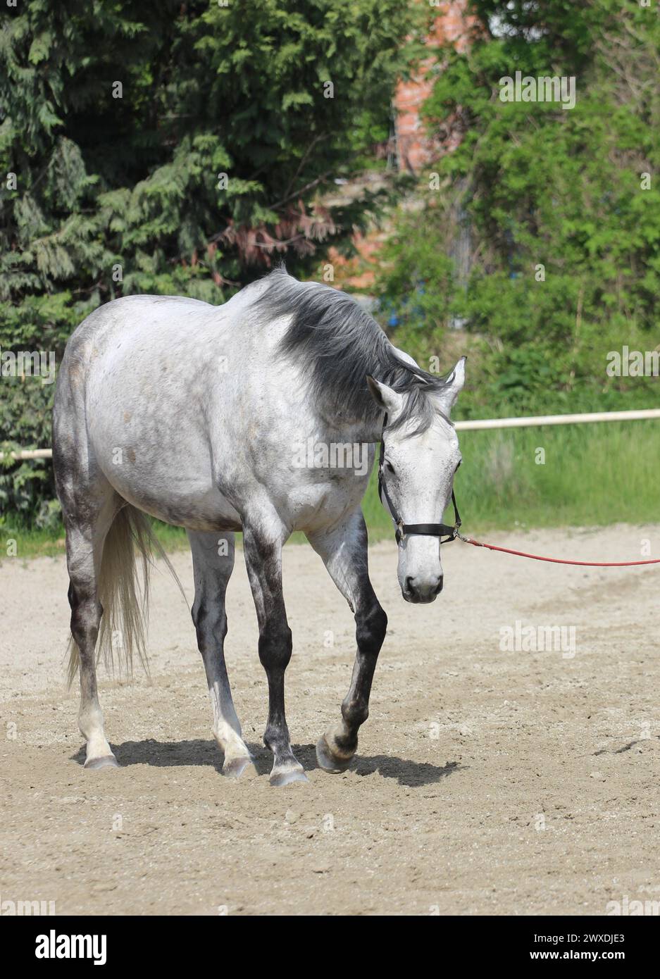 Grey horse on a lunge line during a training in a riding club Stock ...