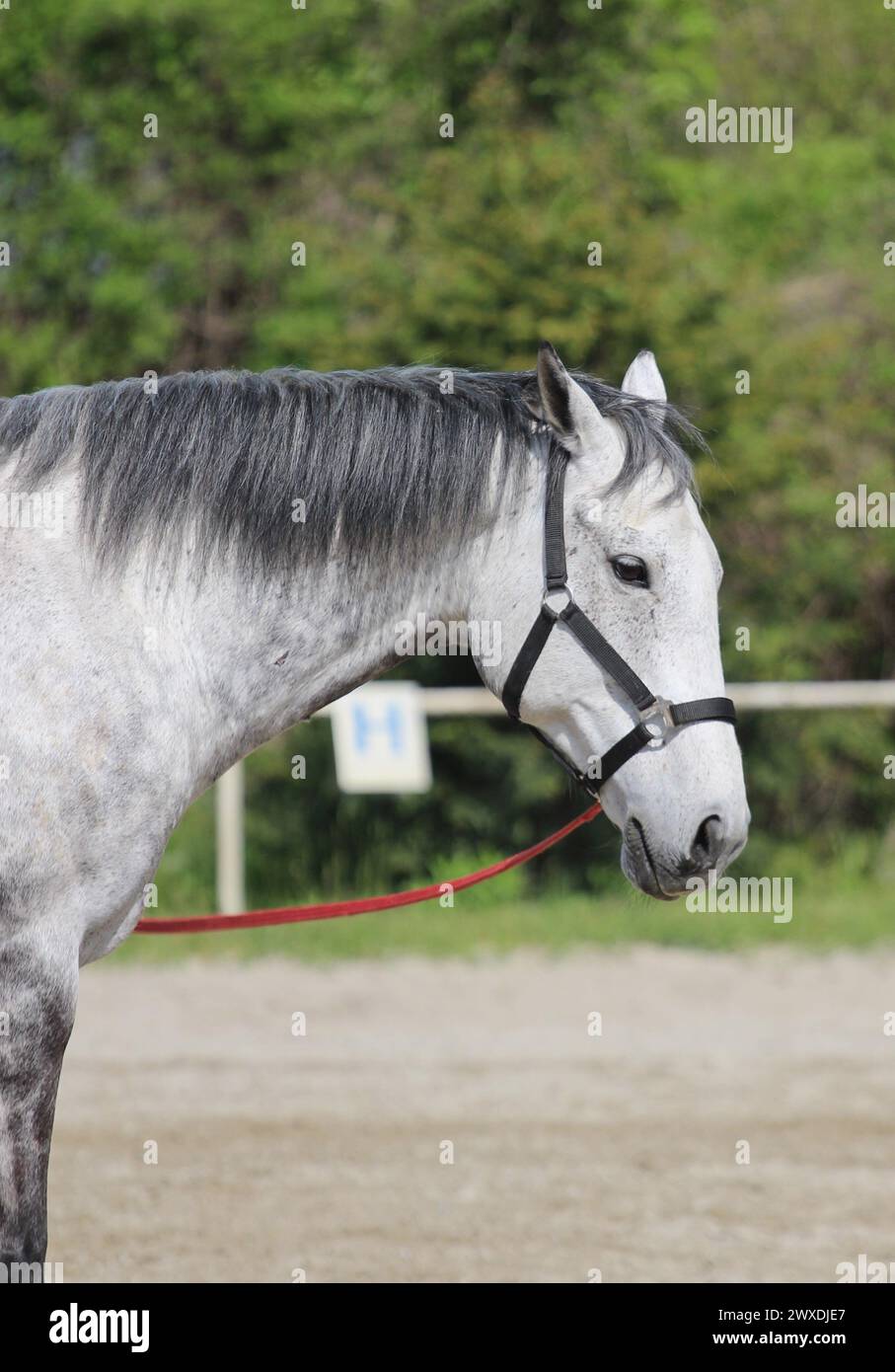 Hobby horse club hi-res stock photography and images - Alamy