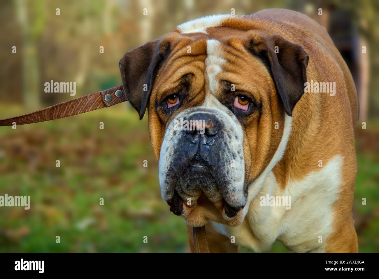 American bully breed hi-res stock photography and images - Alamy