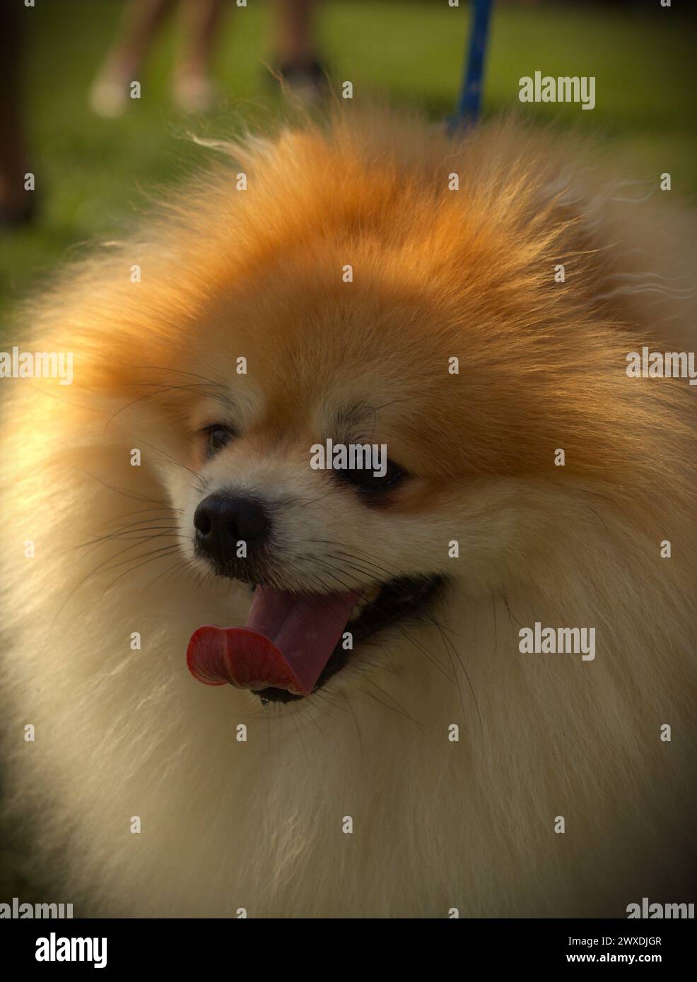 Miniature Spitz - portrait Stock Photo - Alamy