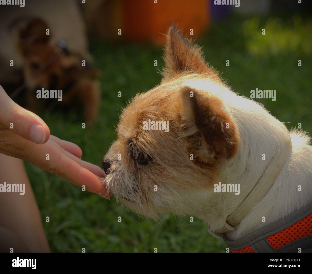 Cute mix breed dog hi-res stock photography and images - Alamy