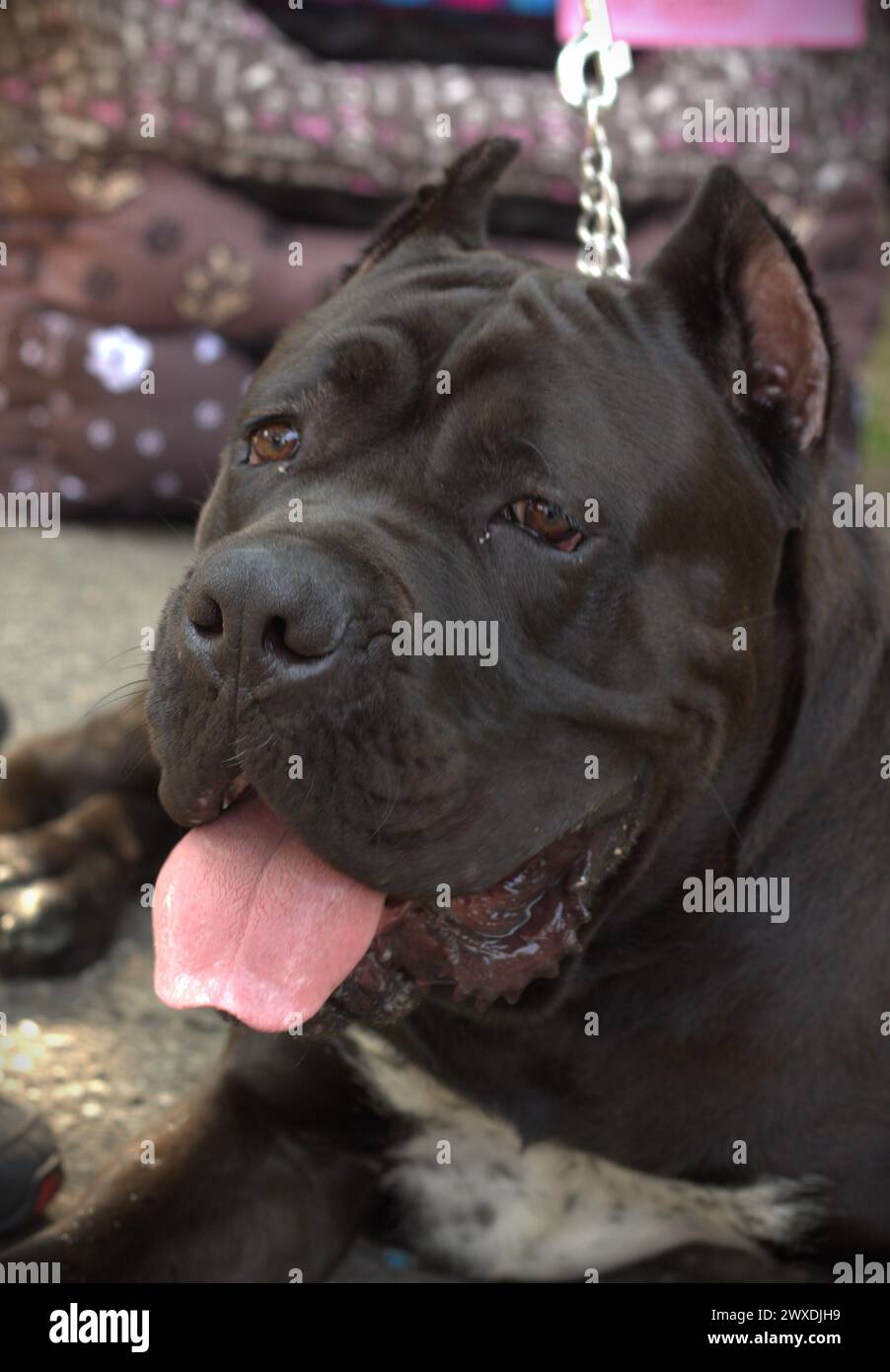 Cane corso black hi-res stock photography and images - Alamy
