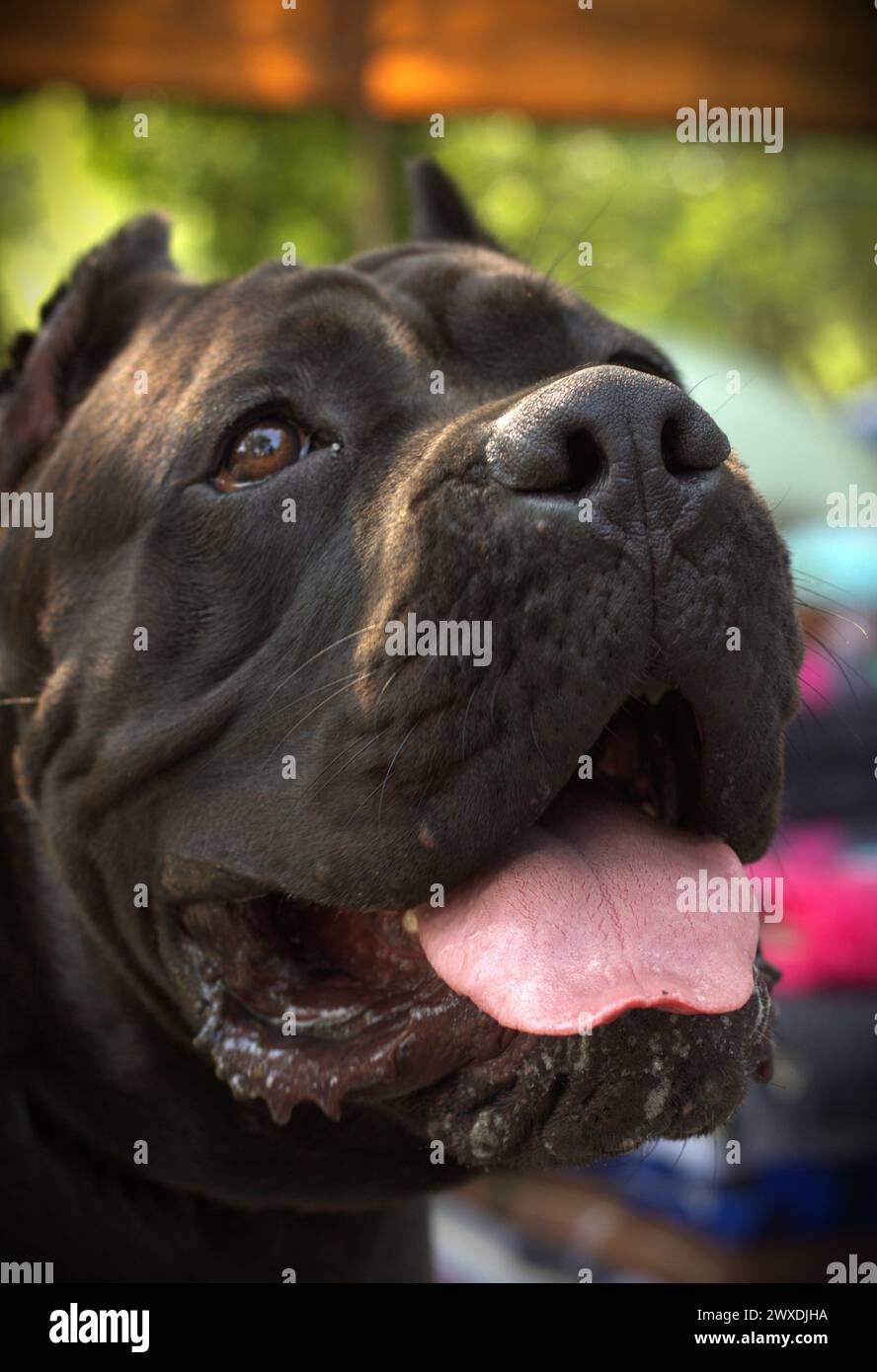 Cane corso black hi-res stock photography and images - Alamy