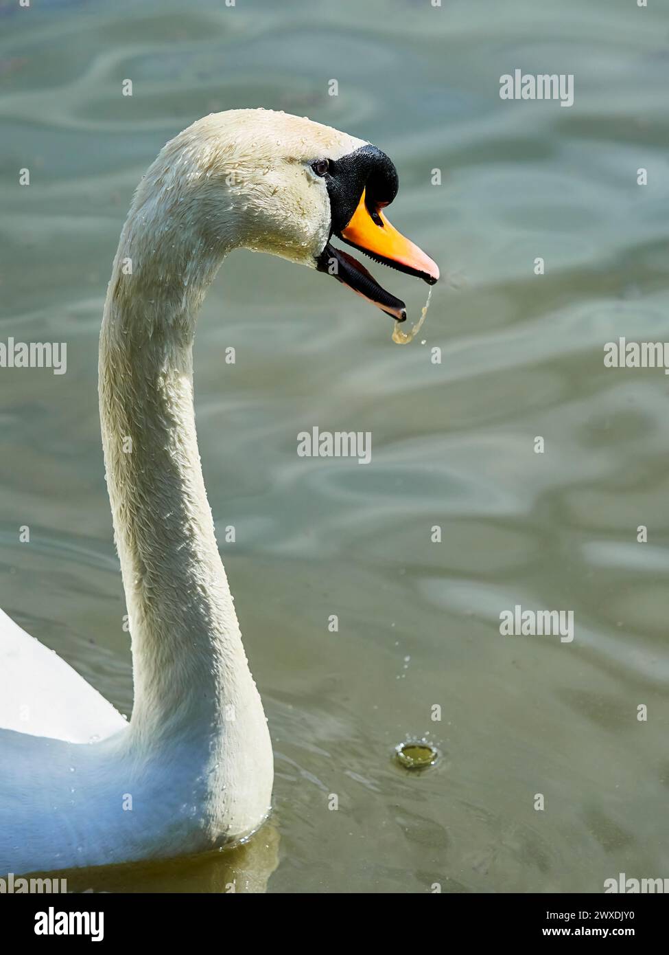 Mute Swan - female- head and neck and water droplet portrait image ...