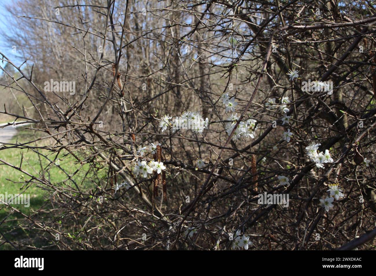 Spring first bloom wild fruit trees Stock Photo - Alamy