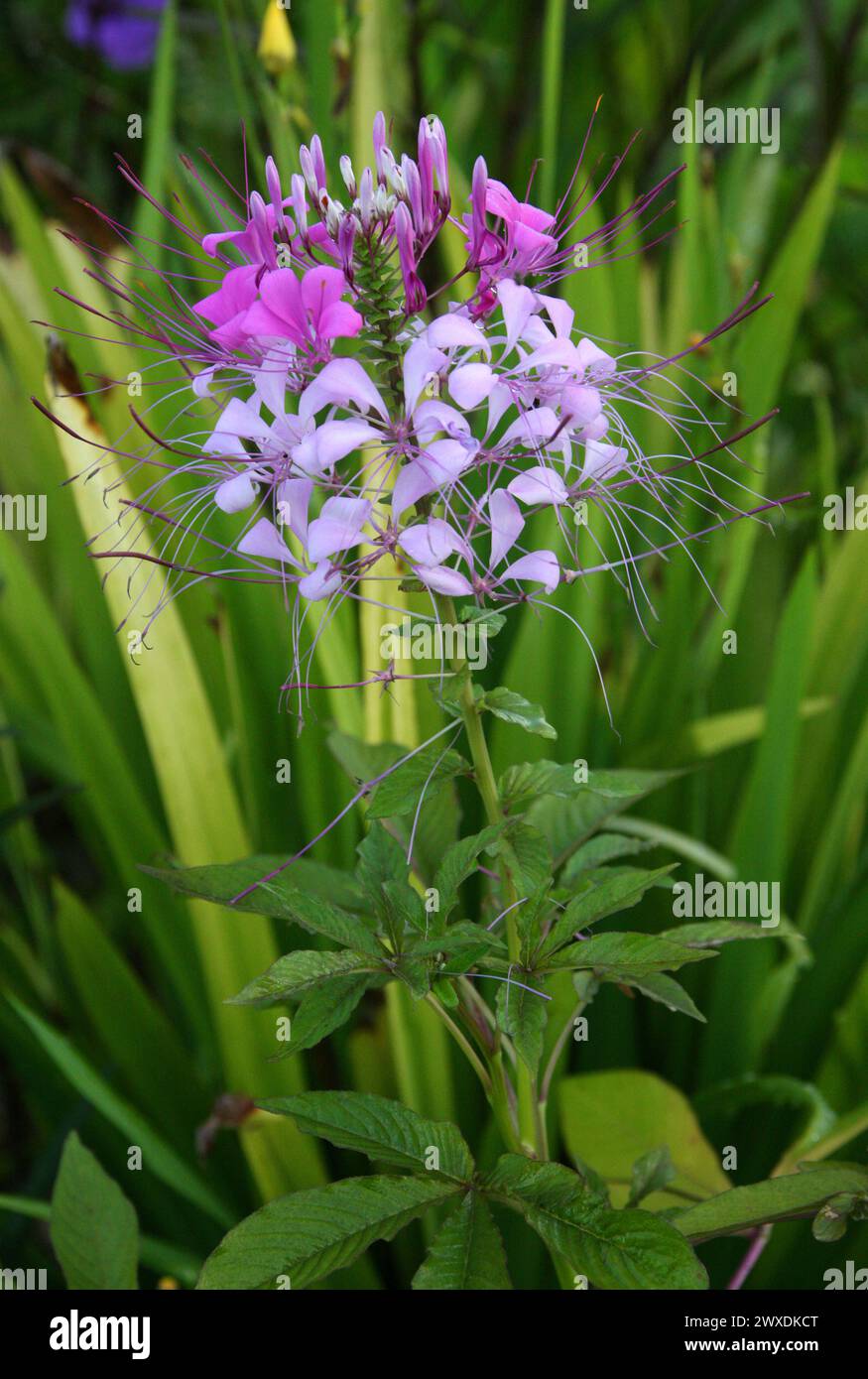 Spider Flower, Spider Plant, Pink Queen, or Grandfather's Whiskers ...