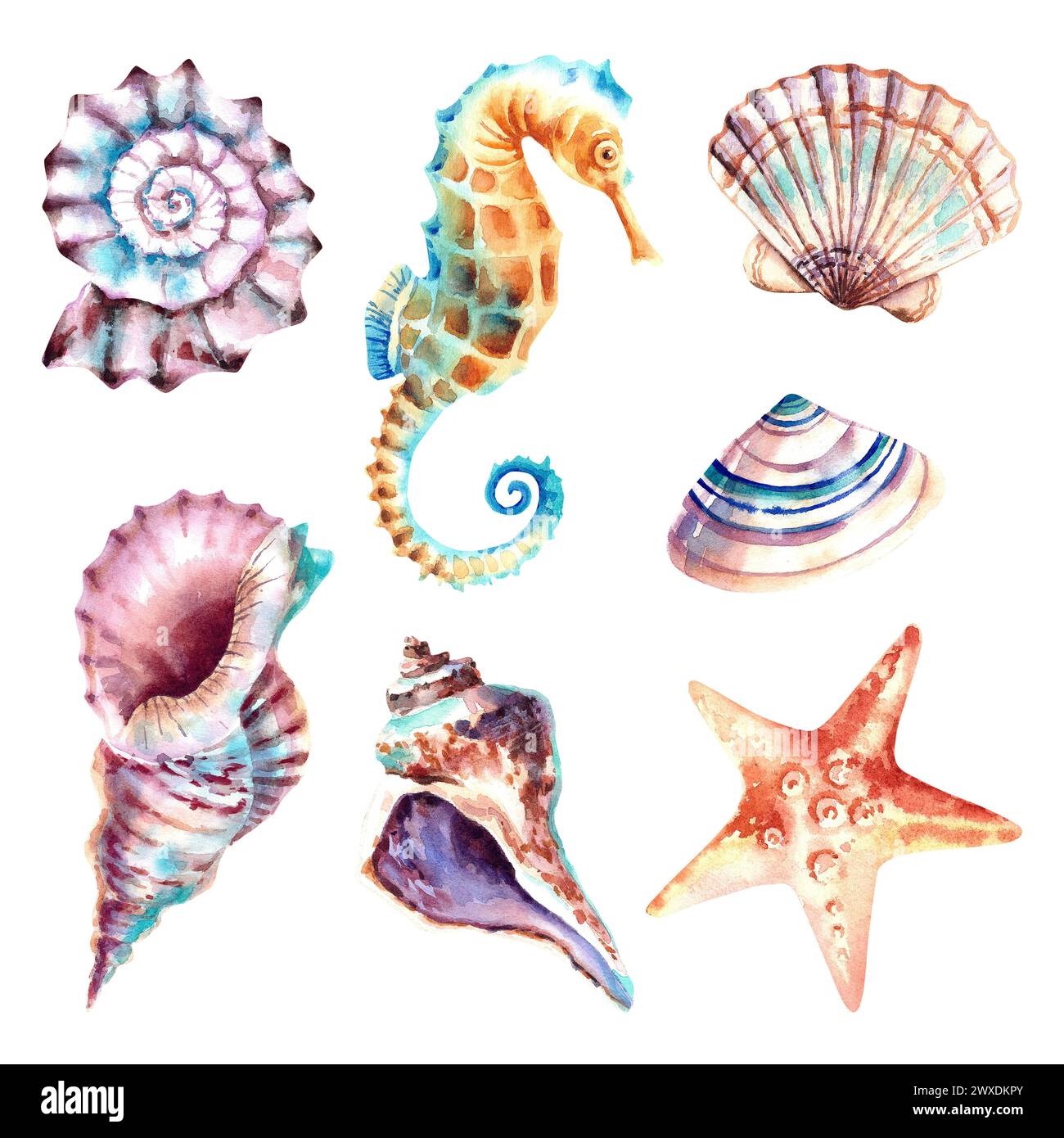A set of seashells, starfish and a seahorse. Watercolor illustration ...