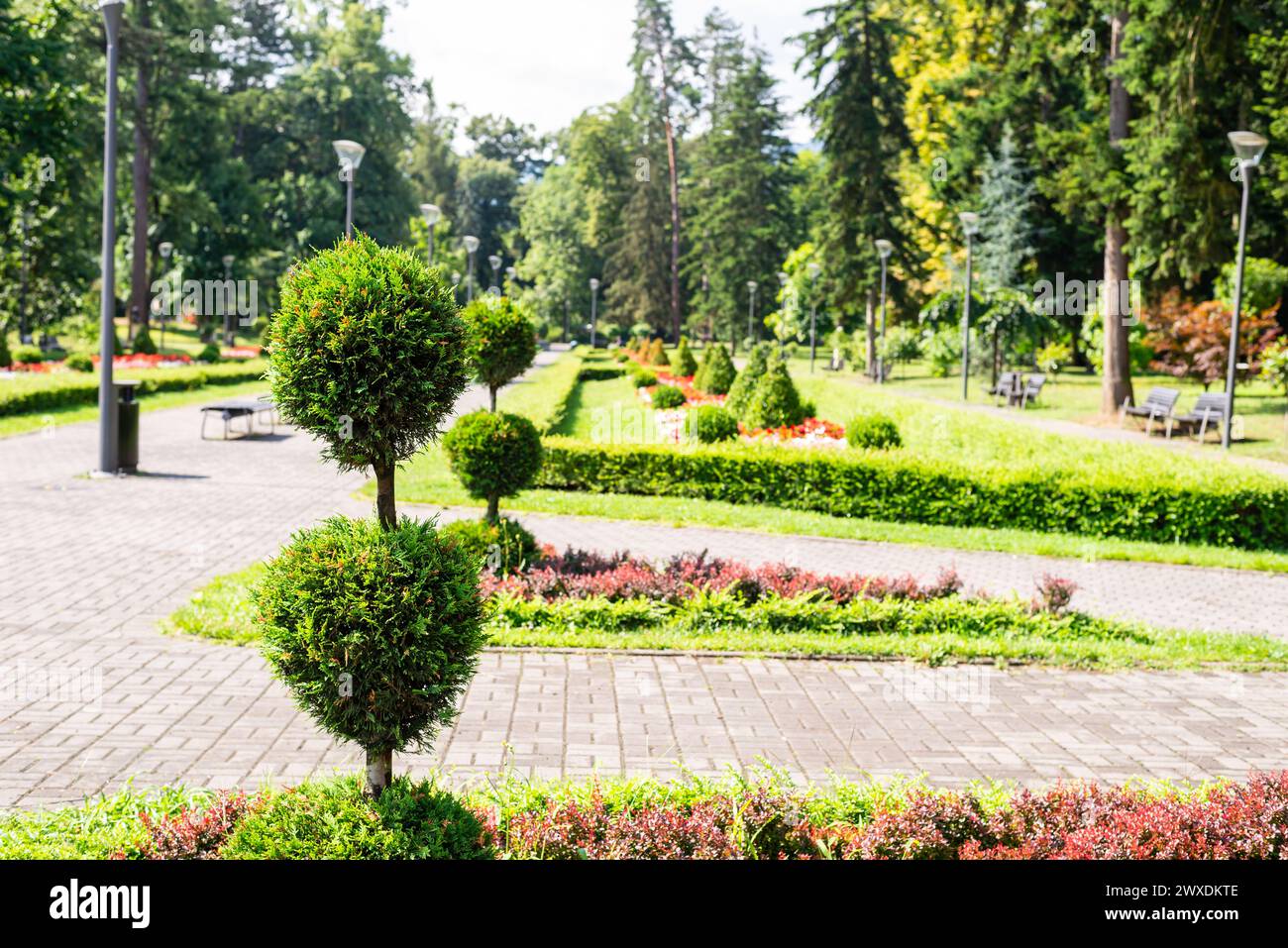 Summer park trees bushes hi-res stock photography and images - Alamy