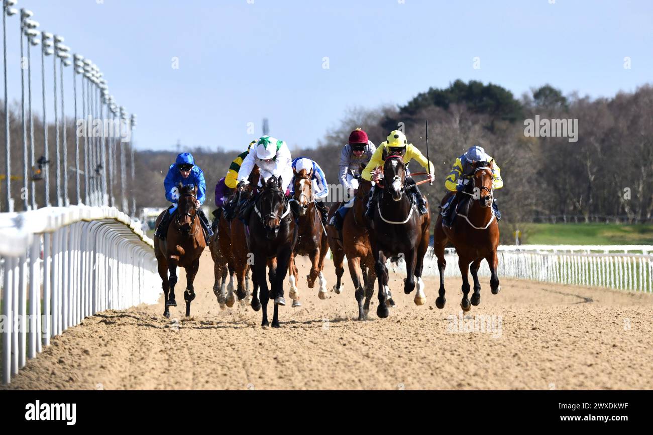 Racehorse CUBAN TIGER Stock Photo - Alamy