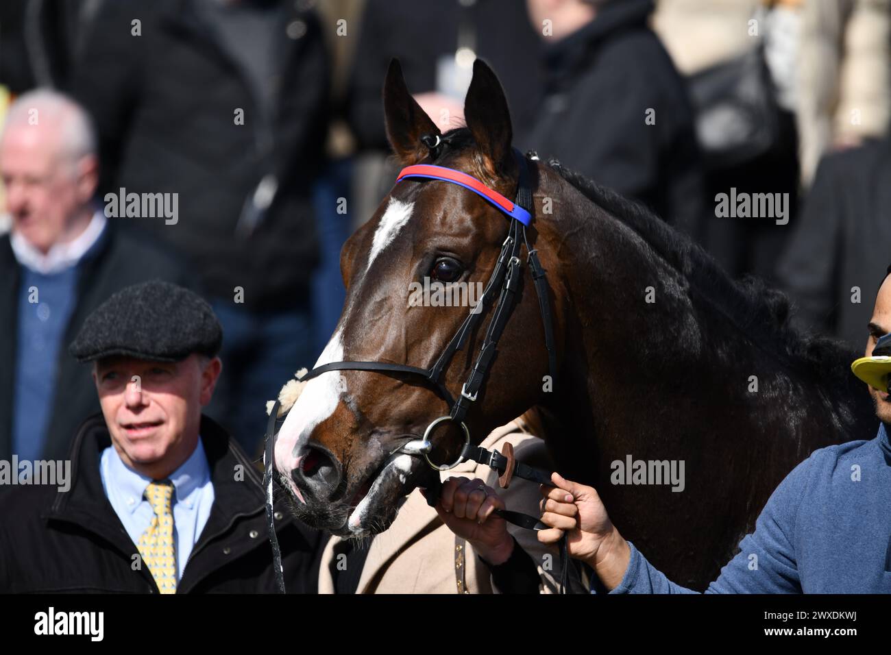 Racing tiger hi-res stock photography and images - Alamy