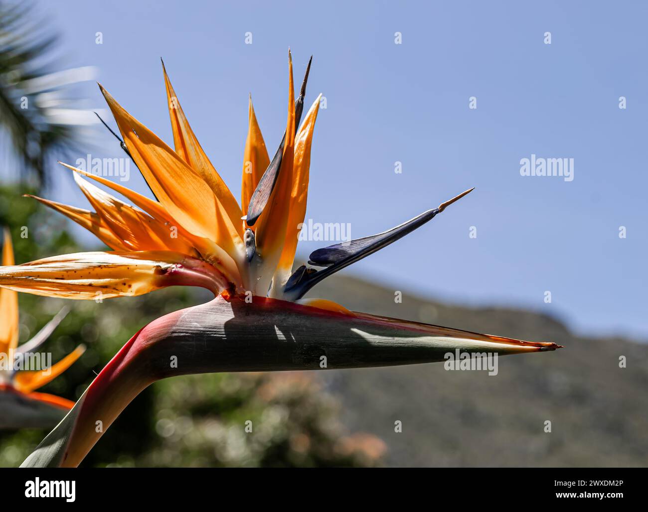 Close up Strelitzia reginae, Paradise Bird flower against the backdrop ...