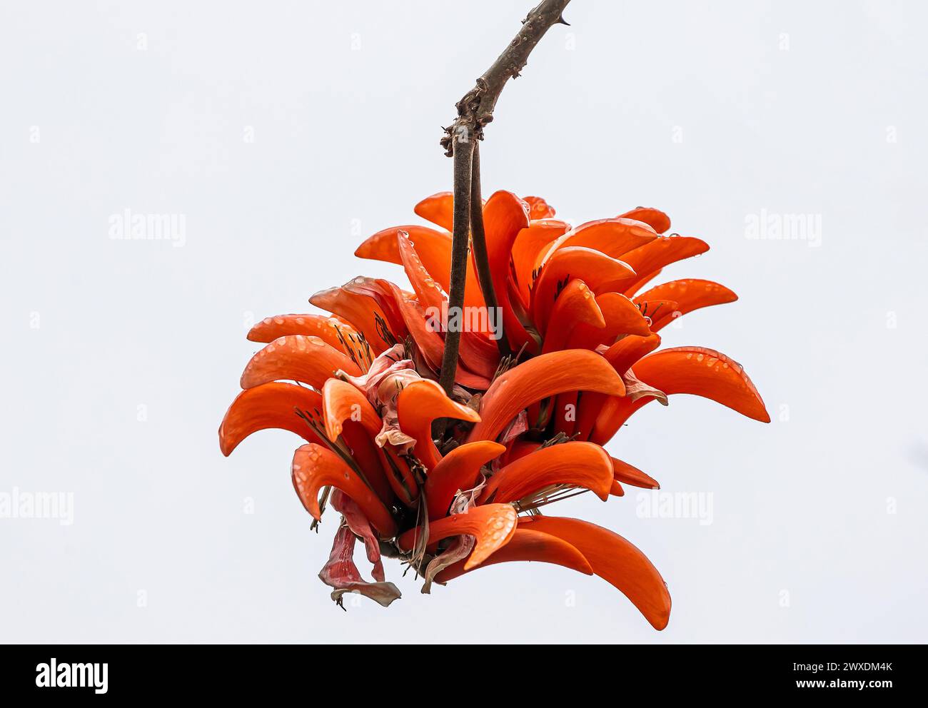 Big red flower of Erythrina caffra, corallodendron. African flora ...
