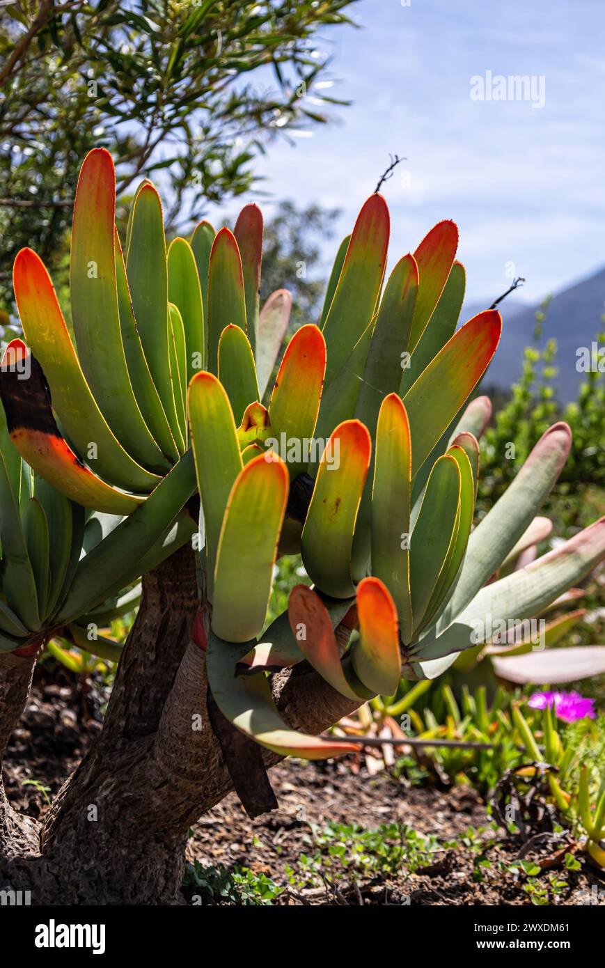 Aloe plicatilis, fan aloe grows in nature. Shrub with large green ...
