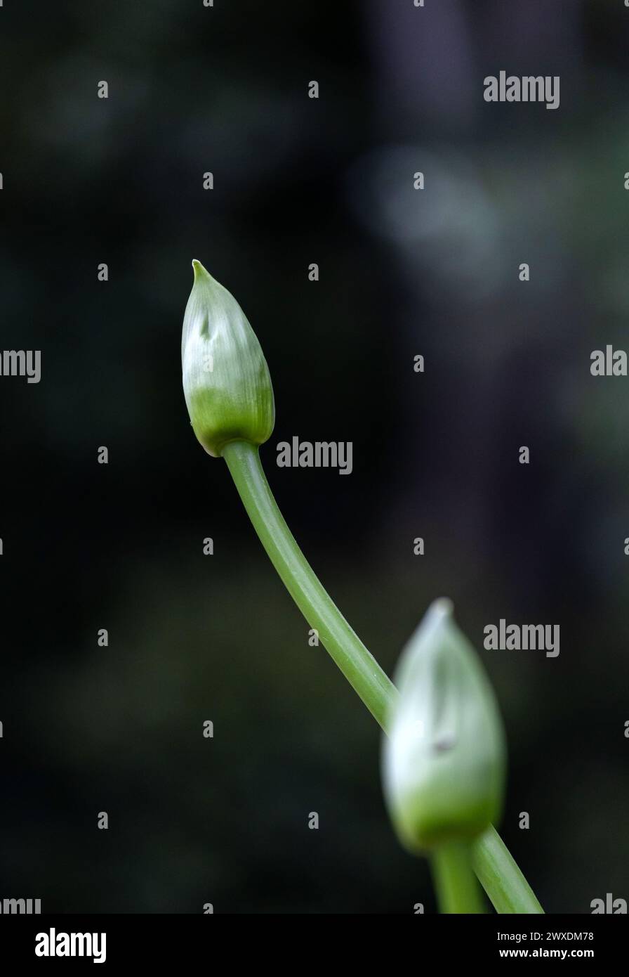 Close up detail of two unopened head of an Agapanthus flower. Botanical ...