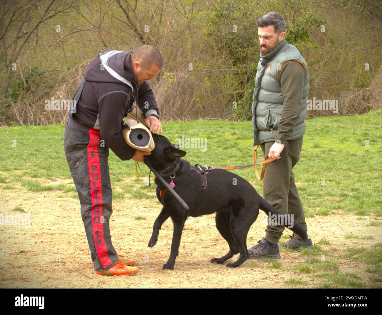 Dog sports - German Shepherd with a helper during an protection work ...