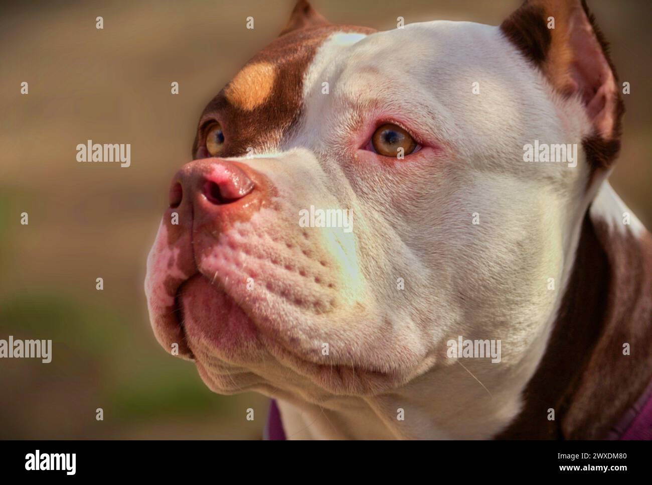 Portrait of a friendly American Bully female Stock Photo - Alamy