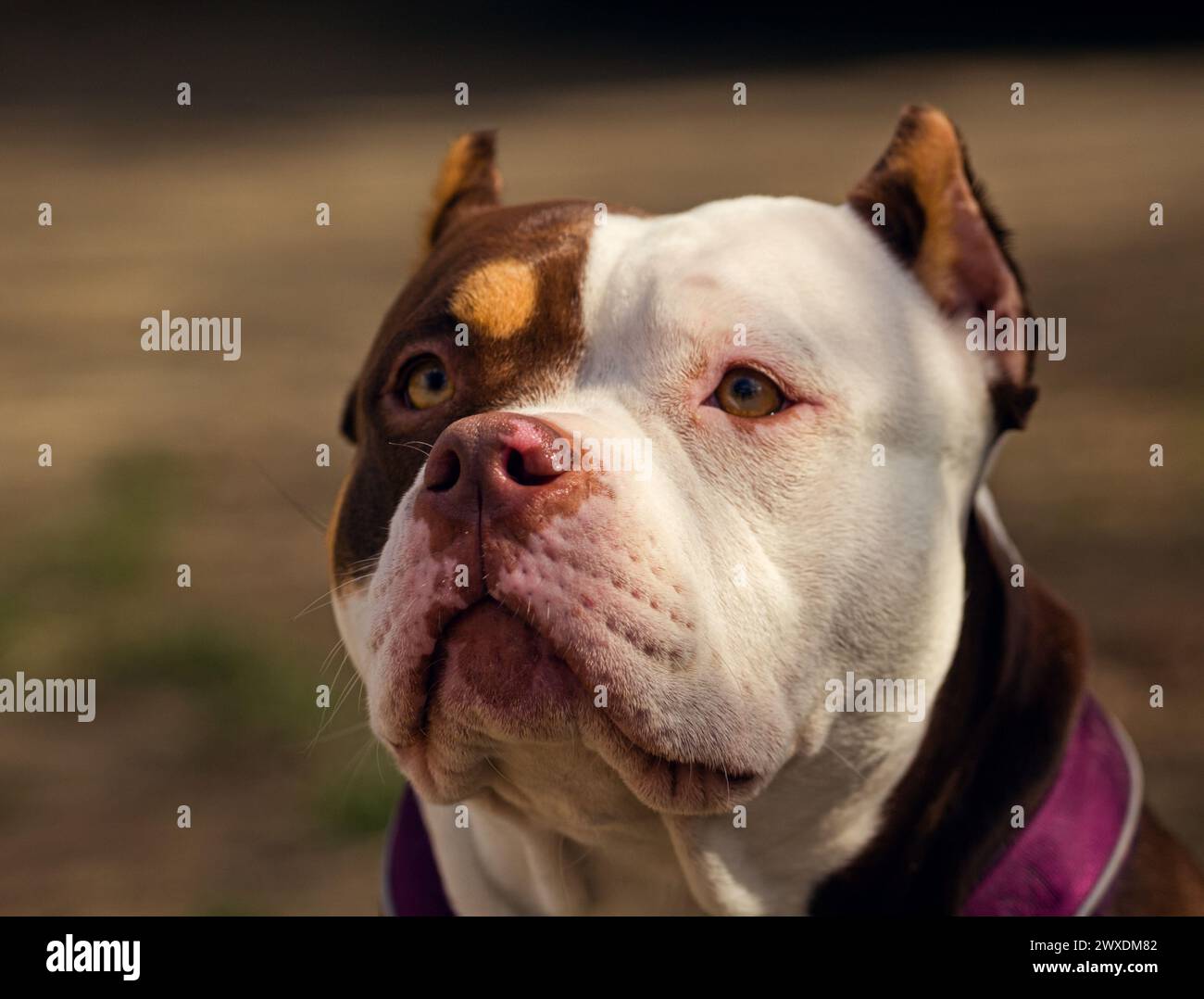 American bully female hi-res stock photography and images - Alamy