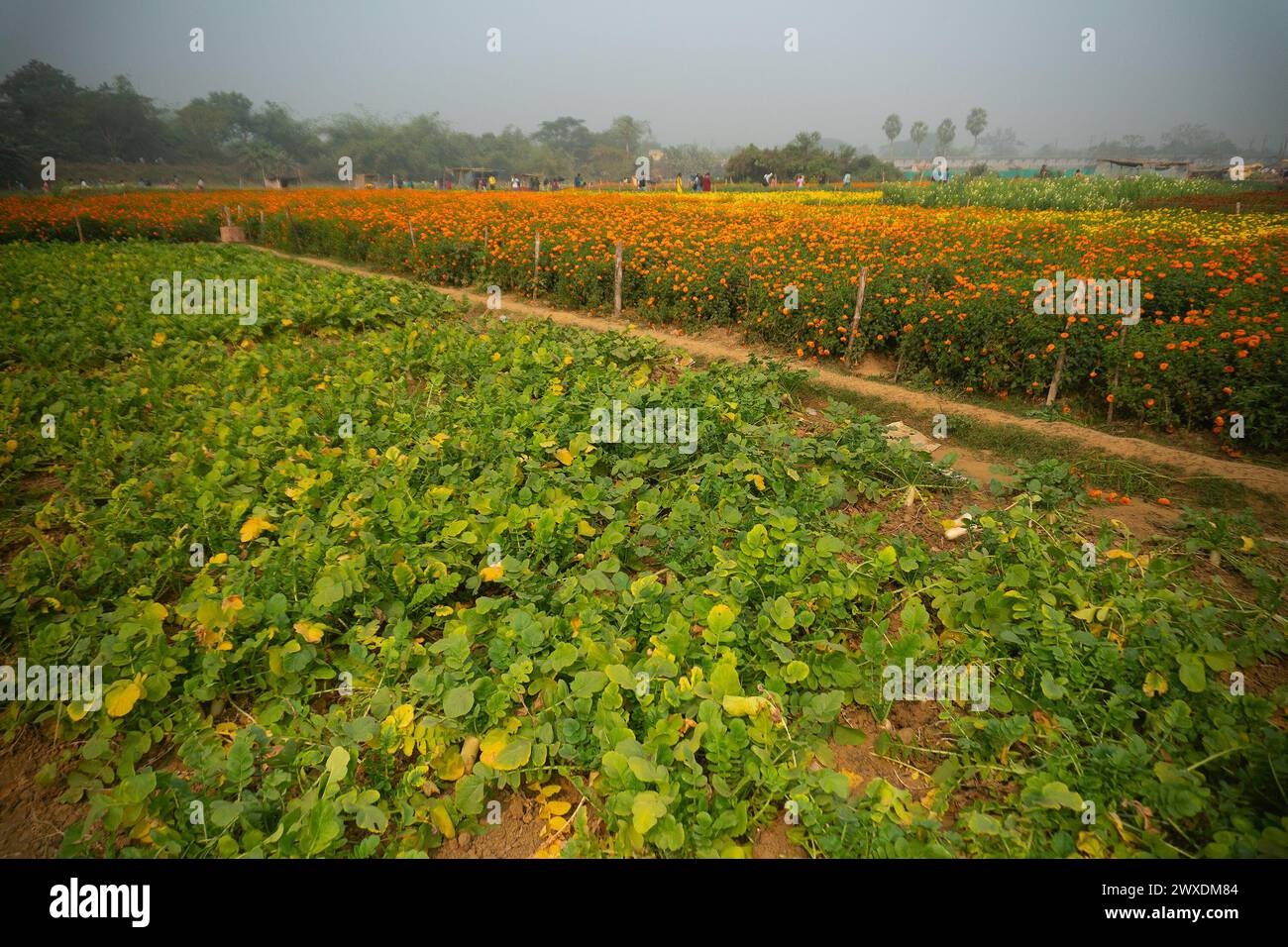 Daikon, mooli, Raphanus sativus var, fast-growing leaves and a long ...