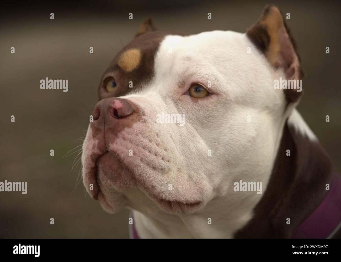 Portrait of a friendly American Bully female Stock Photo - Alamy
