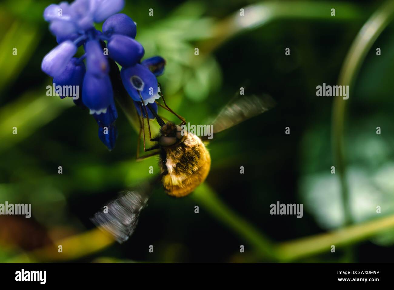 Bombyle on a grape hyacinth, a small hairy insect with a proboscis to ...