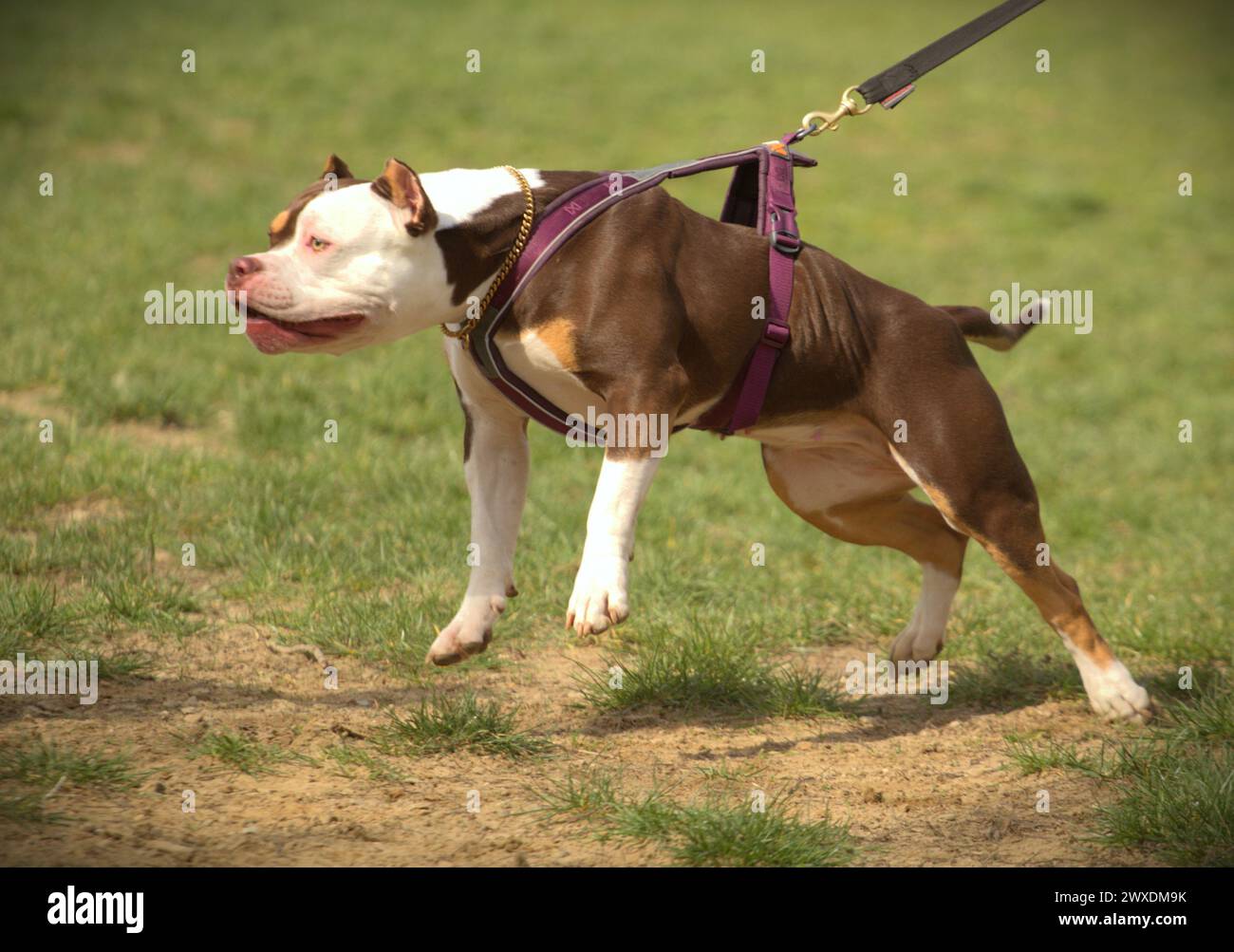 Work place bully hi-res stock photography and images - Alamy