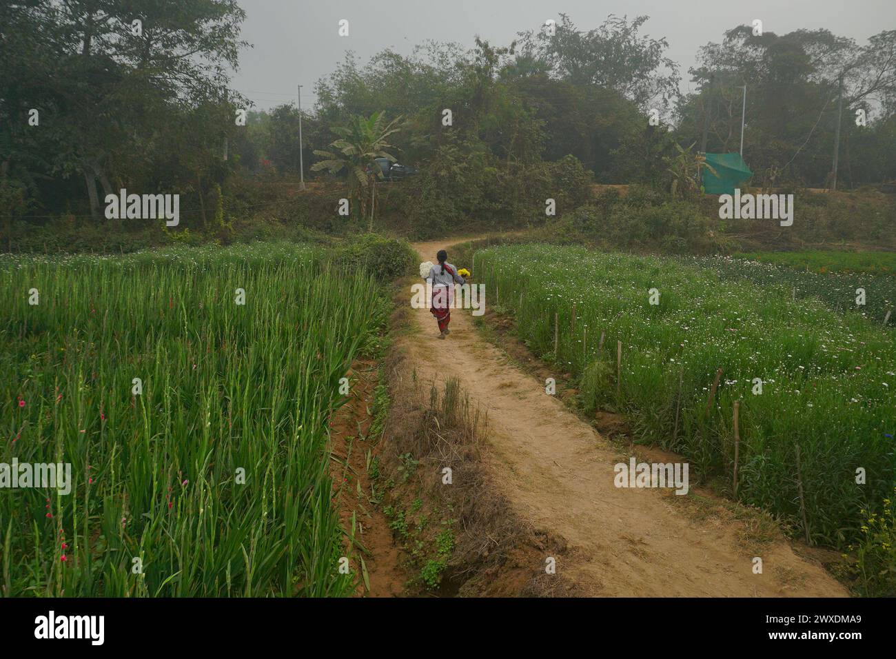 Sari clad rural Bengali woman passing through field of budding flowers ...
