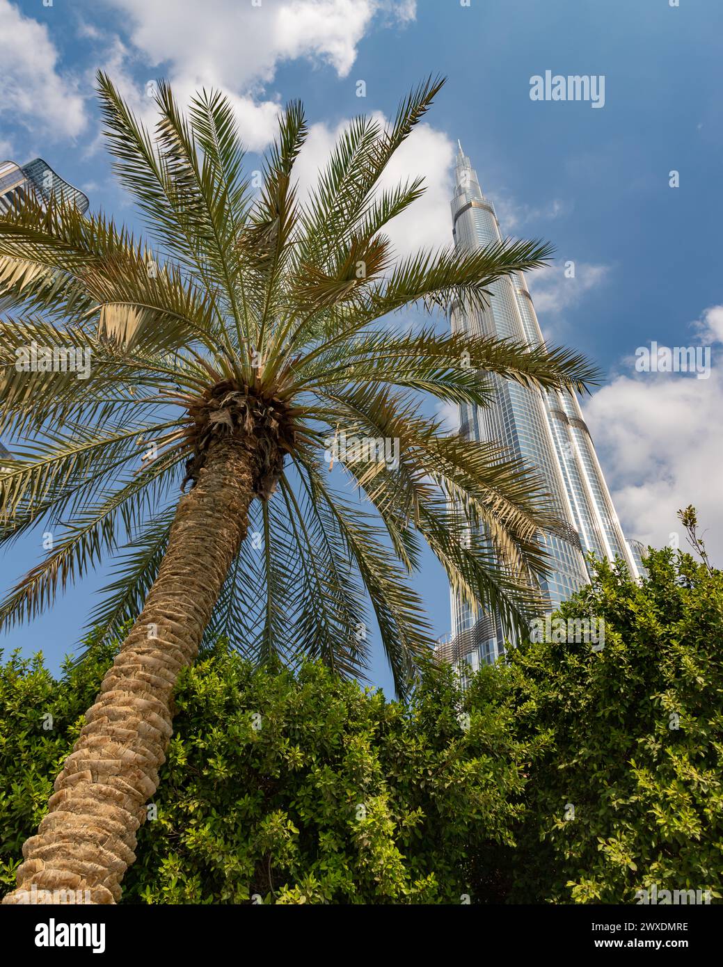 A picture of the Burj Khalifa towering above nearby palm trees Stock ...