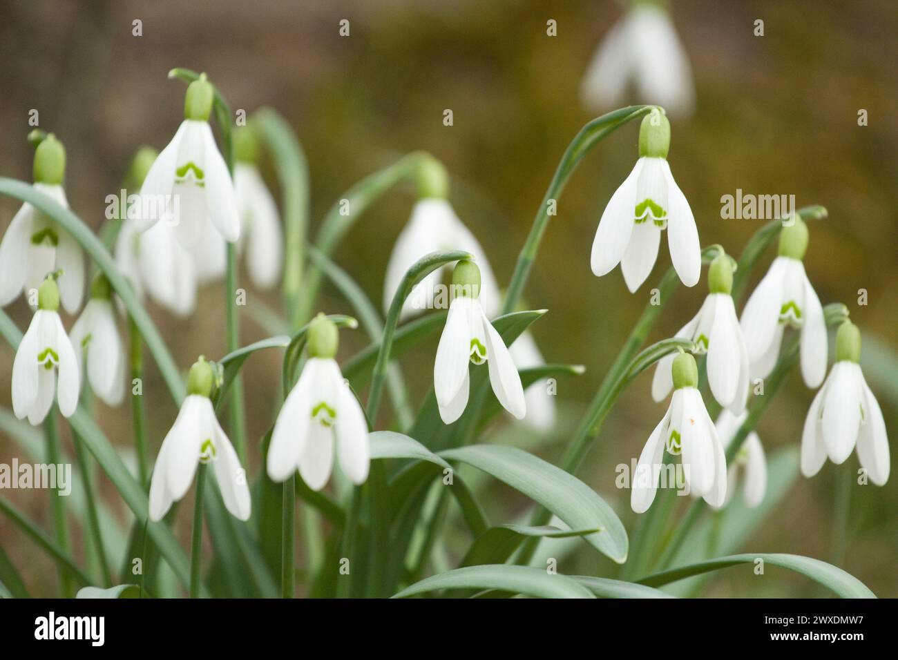 Species of bulbous hi-res stock photography and images - Alamy