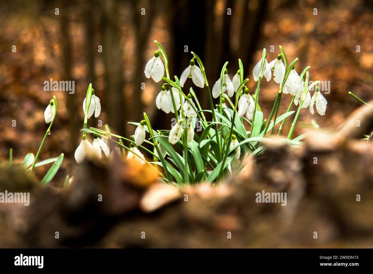 Snowdrop, or Galanthus, is a small genus of approximately 20 species of ...