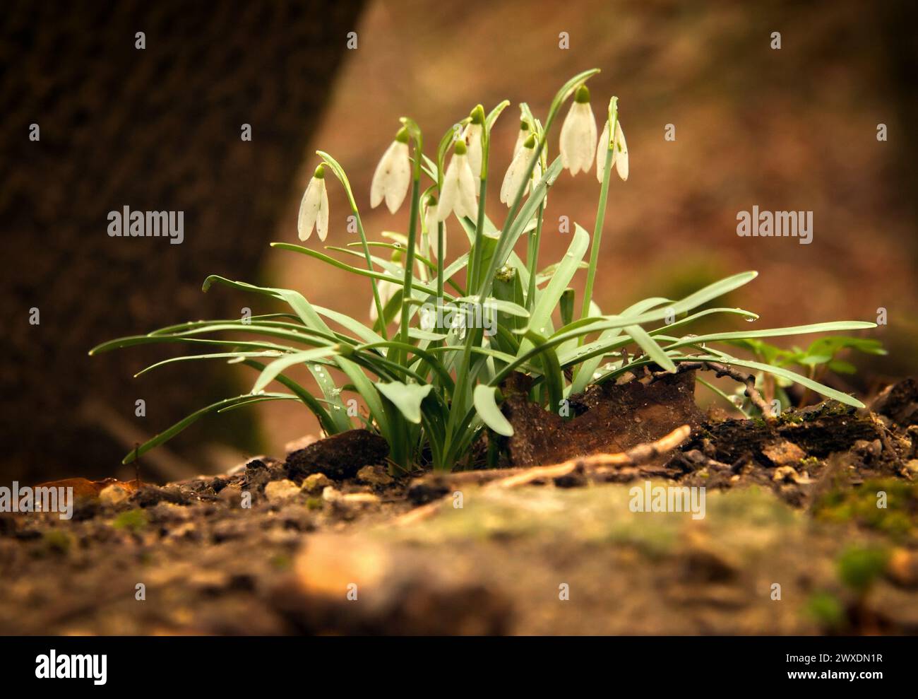 Snowdrop, or Galanthus, is a small genus of approximately 20 species of ...