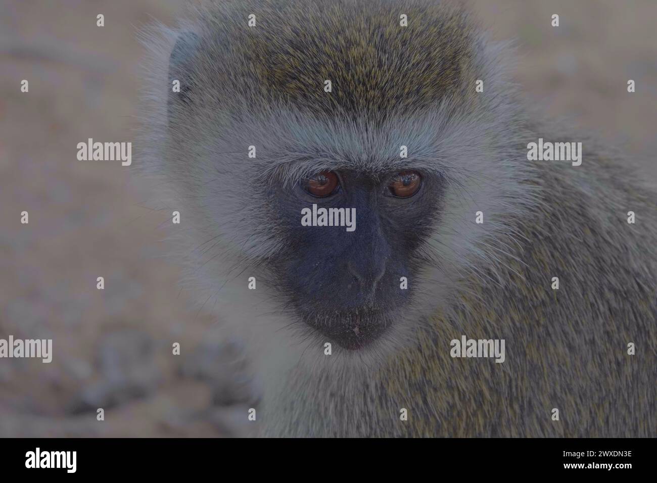 Vervet Monkey Face, Tanzania Stock Photo - Alamy