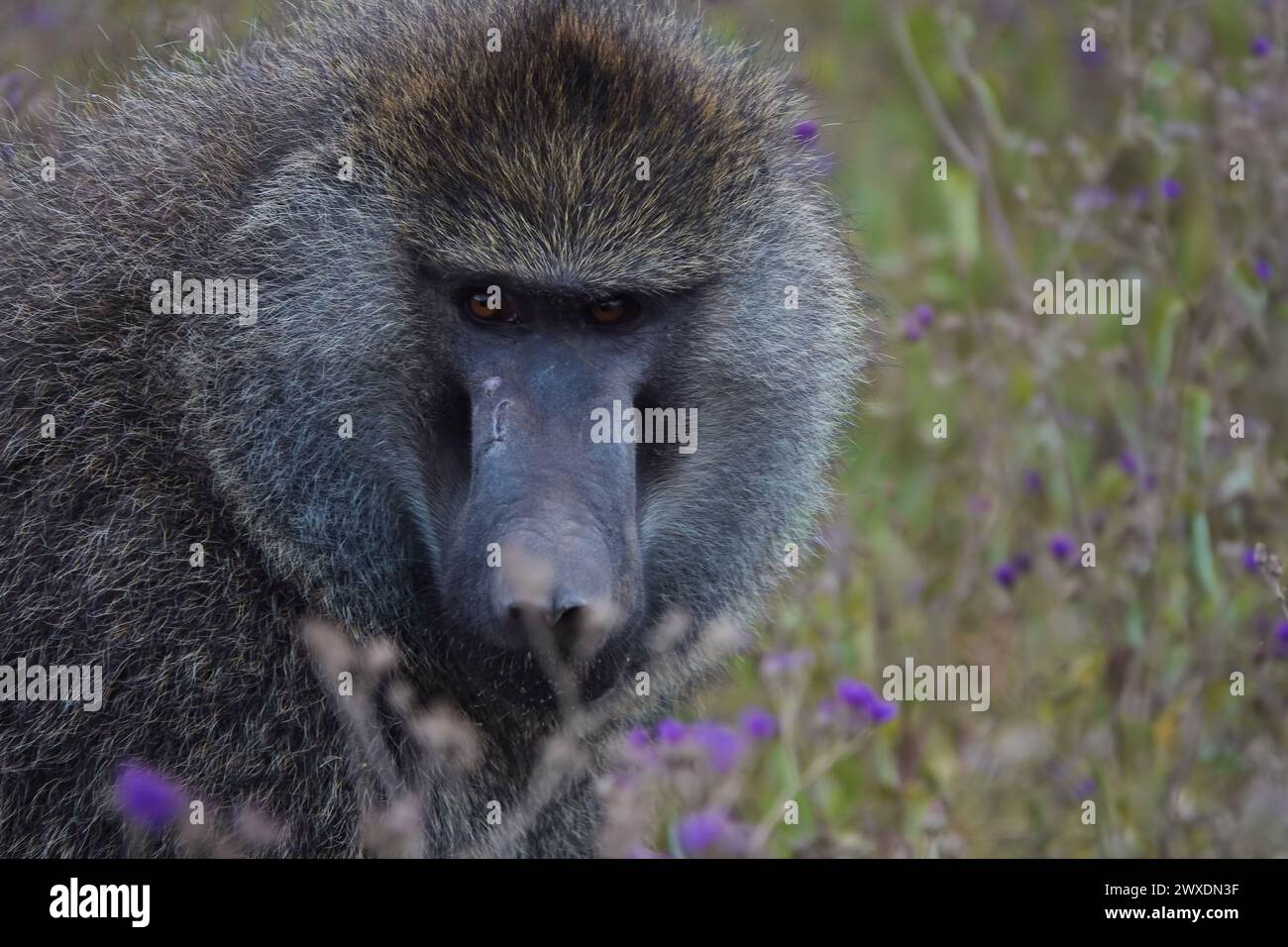 Baboon face hi-res stock photography and images - Alamy