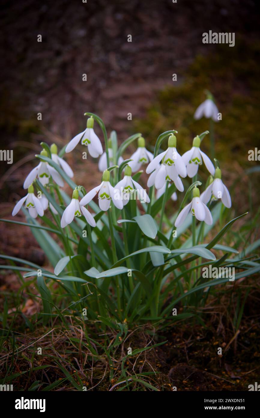 Snowdrop, or Galanthus, is a small genus of approximately 20 species of ...