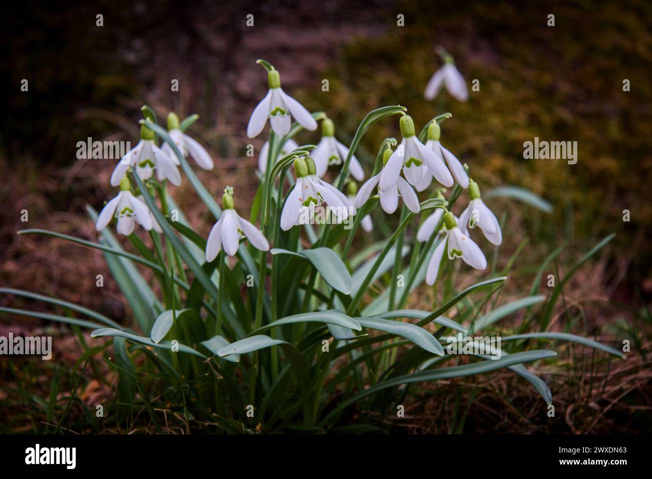 Galanthus species hi-res stock photography and images - Alamy