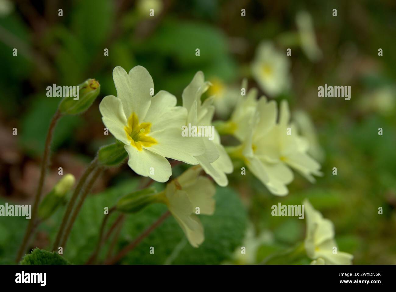 Primrose flowers uk hi-res stock photography and images - Alamy