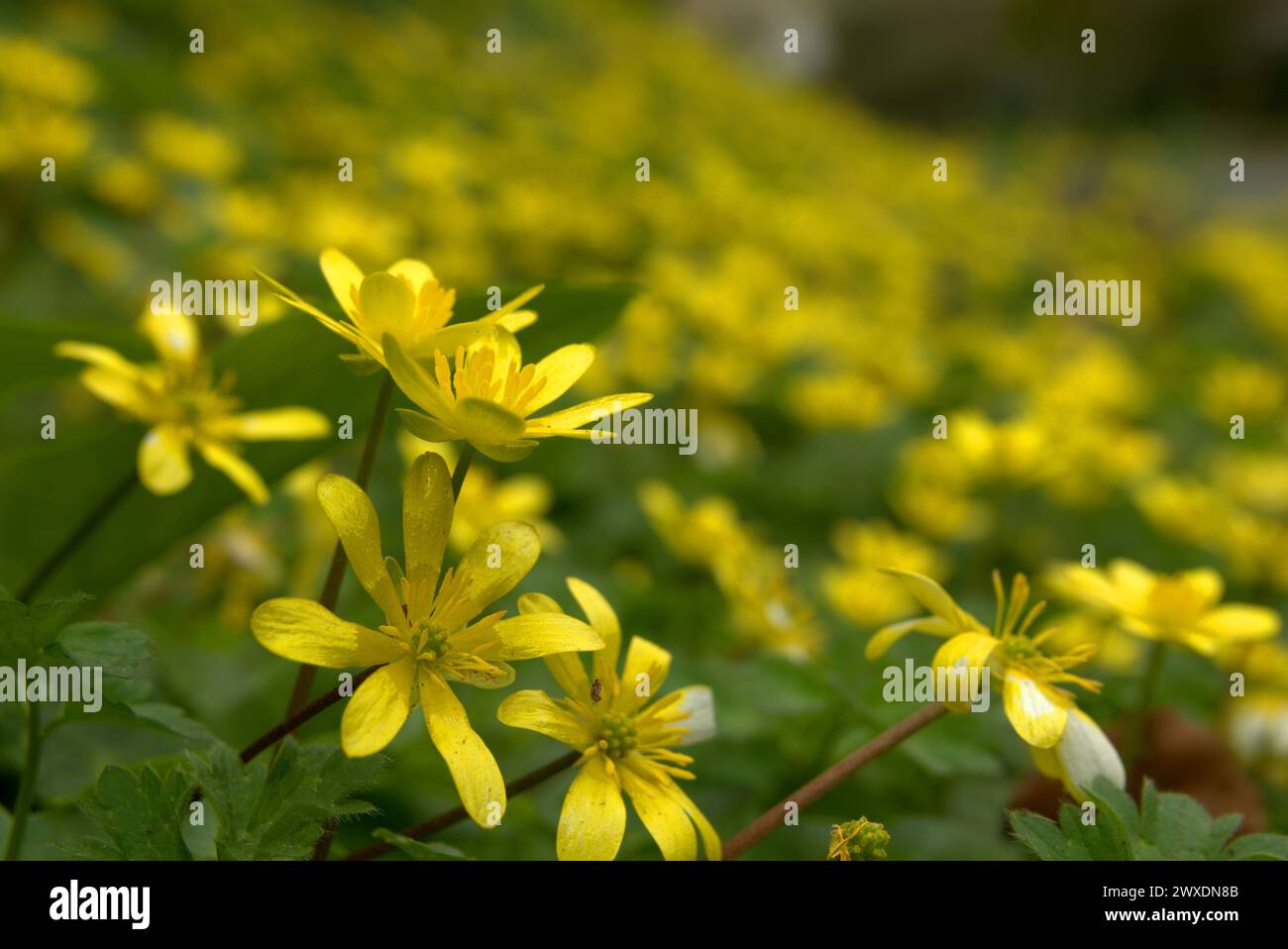 Spring UK - Lesser Celandine Stock Photo - Alamy
