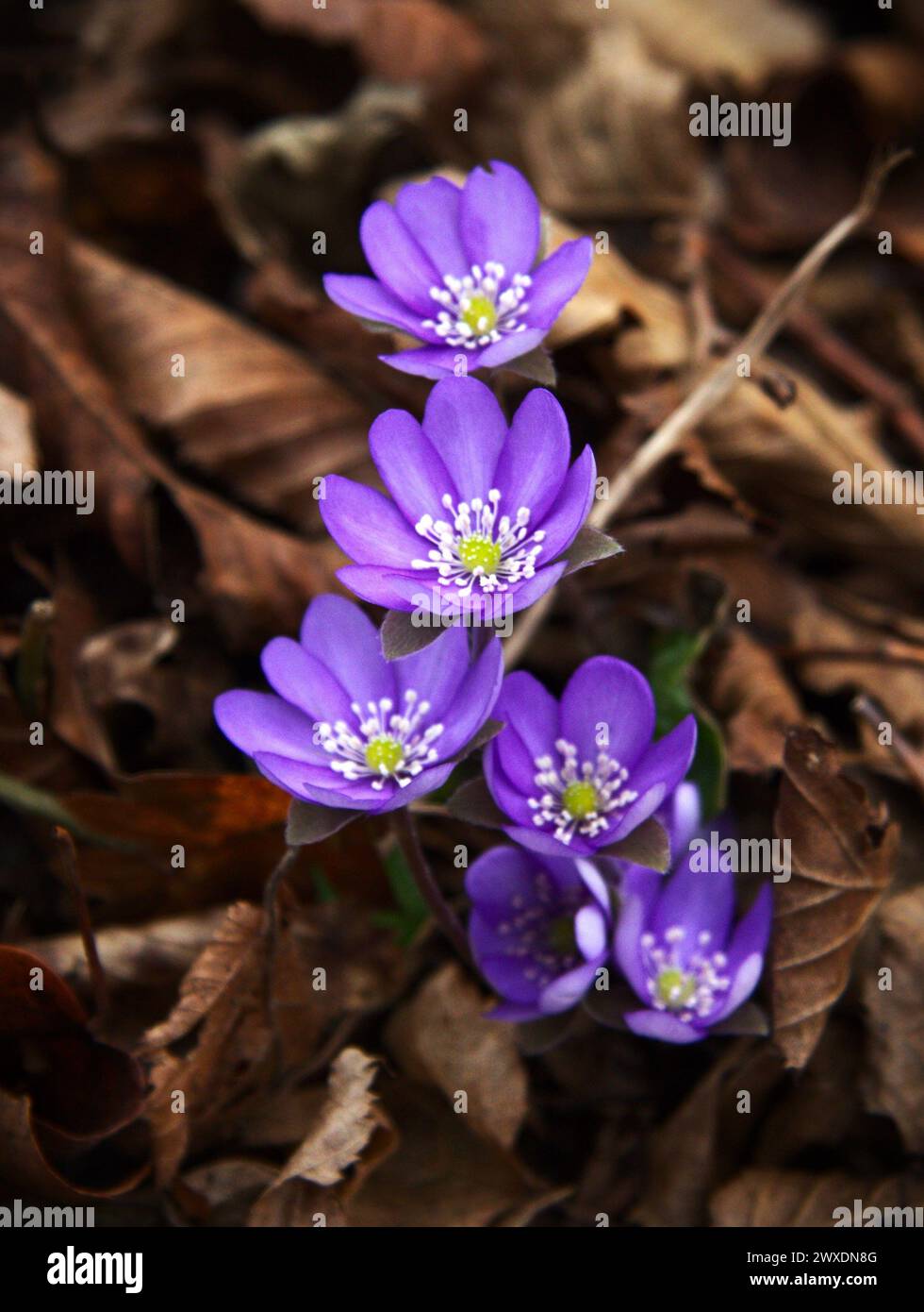 Hepatica nobilis, Anemone hepatica, the common hepatica, liverwort ...