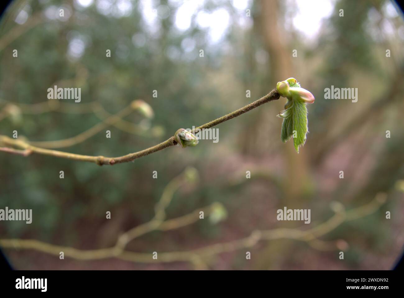 Spring in UK - New Leaves Emerging Stock Photo - Alamy
